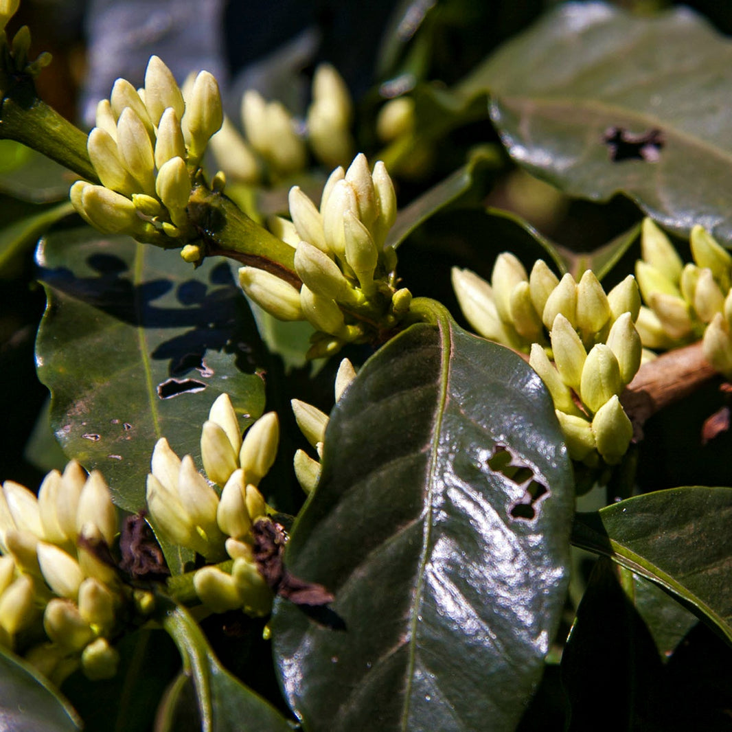 Koffy - The Art of Coffee